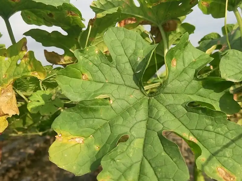 Smart Agricultural Solutions - YanTai Sensor