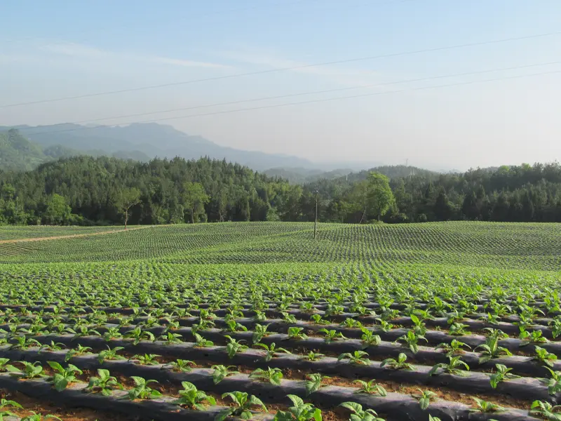 XF200A Ultrasonic Wind Speed And Direction Sensor - YanTai Sensor